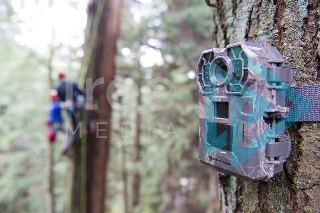 Background Images - InTree Stock arborist photo library