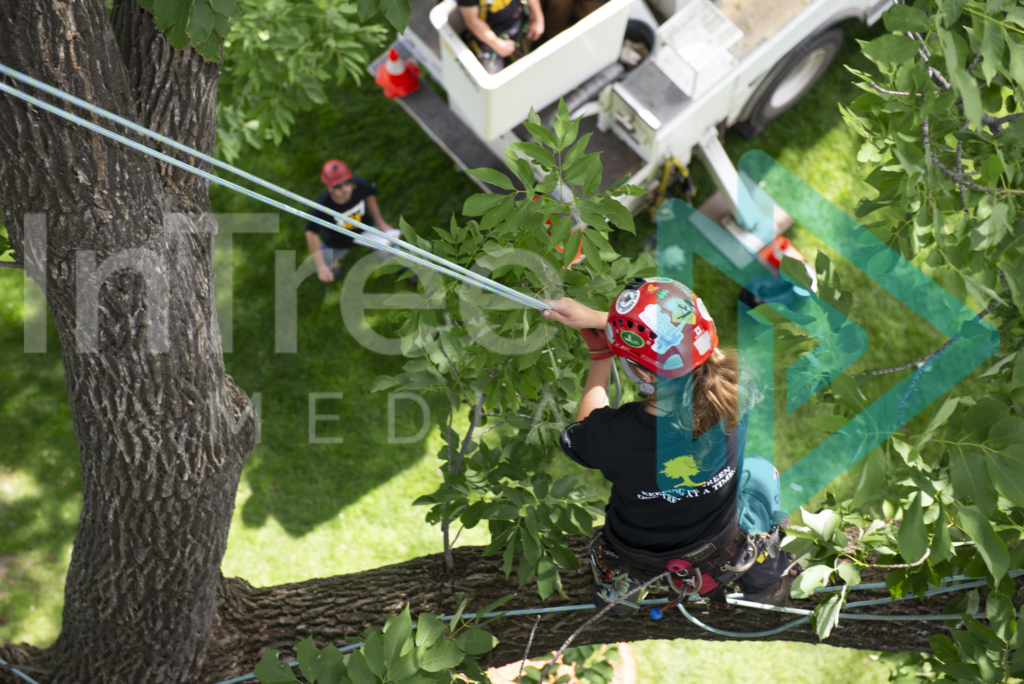 female arborist climbing in tree 001-21-7039 - InTree Stock arborist ...