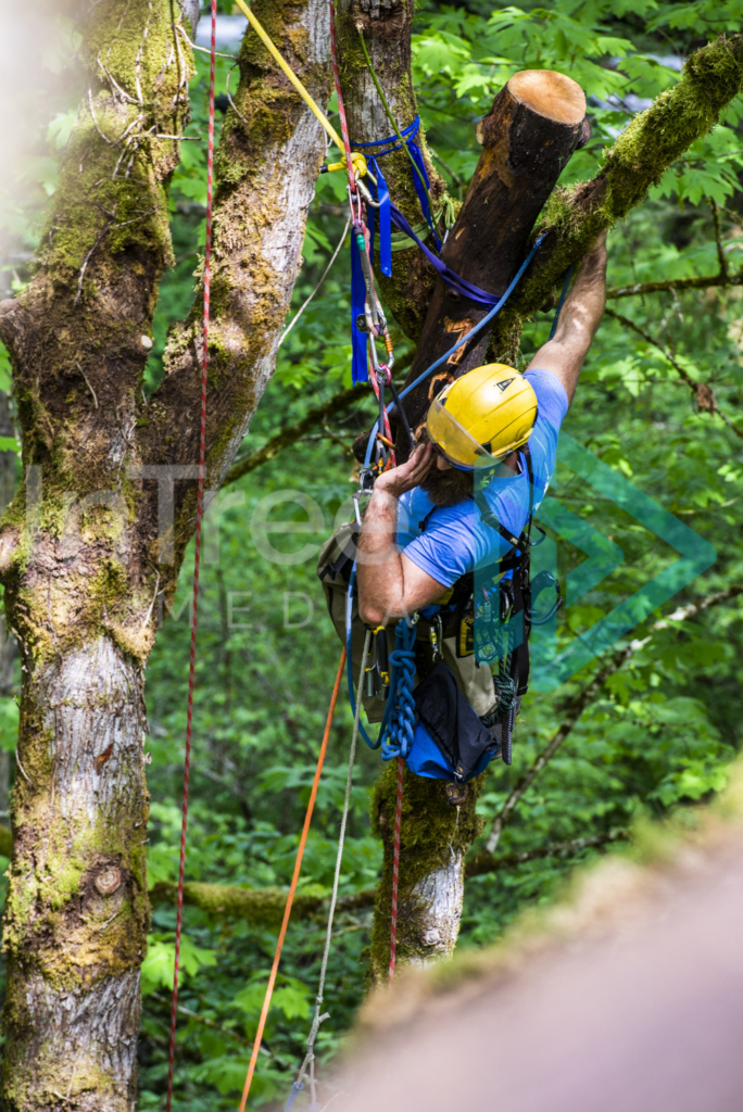 arborist in tree rigging a branch out 001-21-5301 - InTree Stock ...