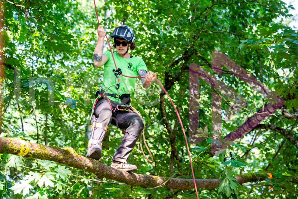 Climbing Competitions - InTree Stock arborist photo library