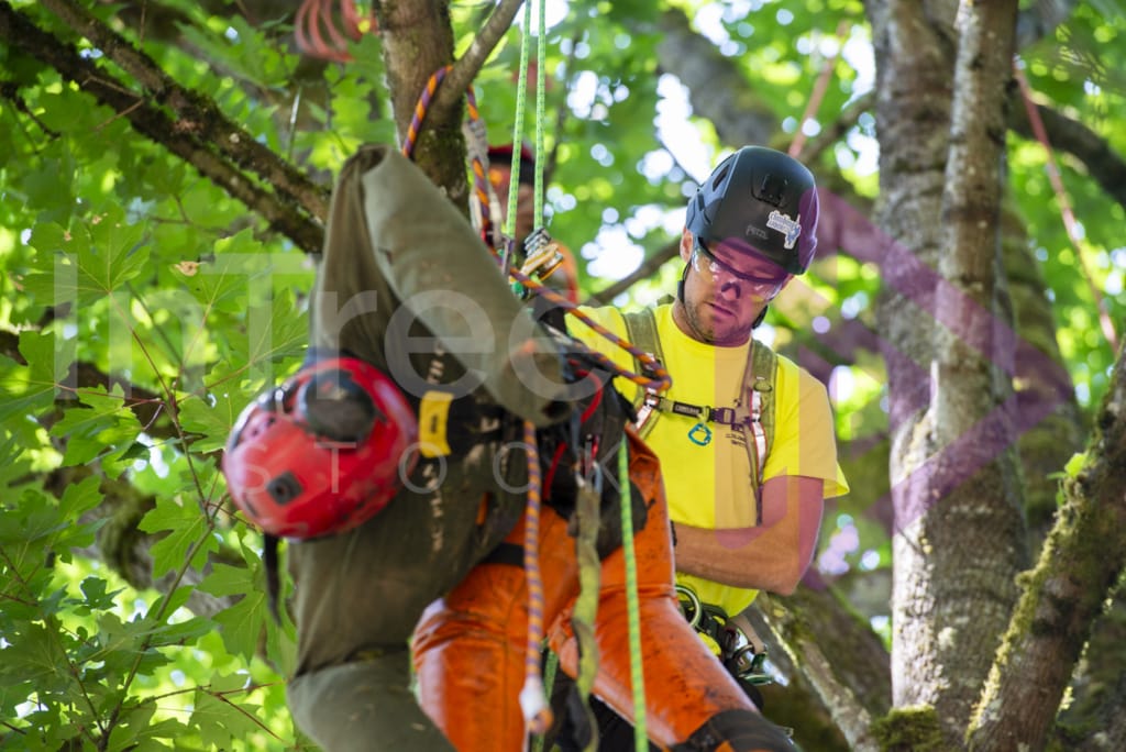 Climber - InTree Stock arborist photo library