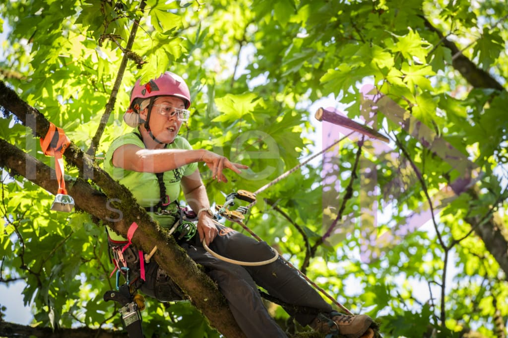 Climber - InTree Stock arborist photo library