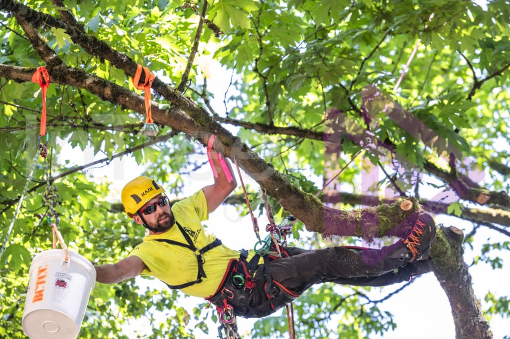 Arborist tree climbing competition - Arborist Stock Photo -001-23-0216 ...