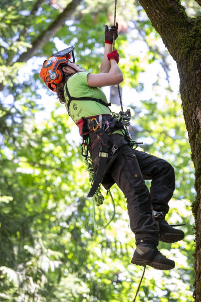 Climber - InTree Stock arborist photo library